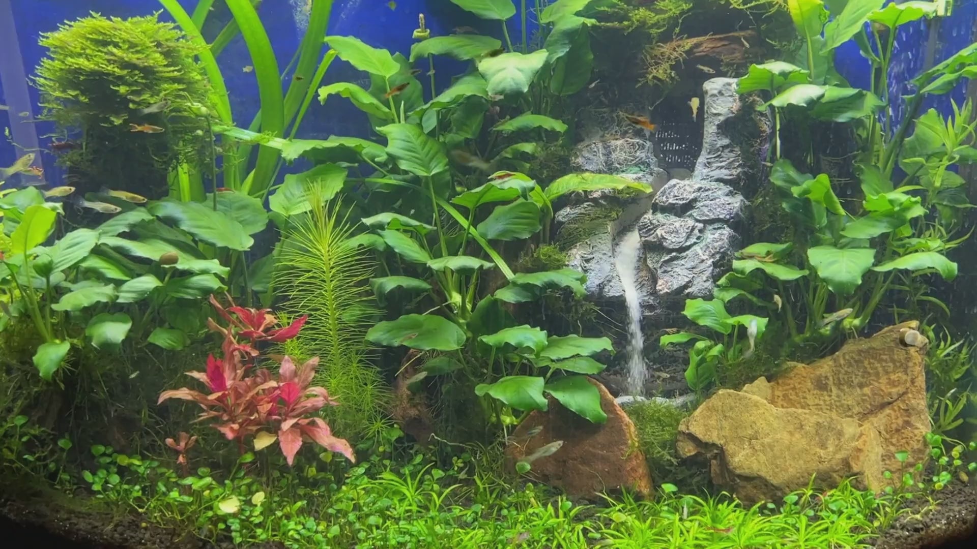 AquaVista Aquatics - Underwater Waterfalls for your Aquarium